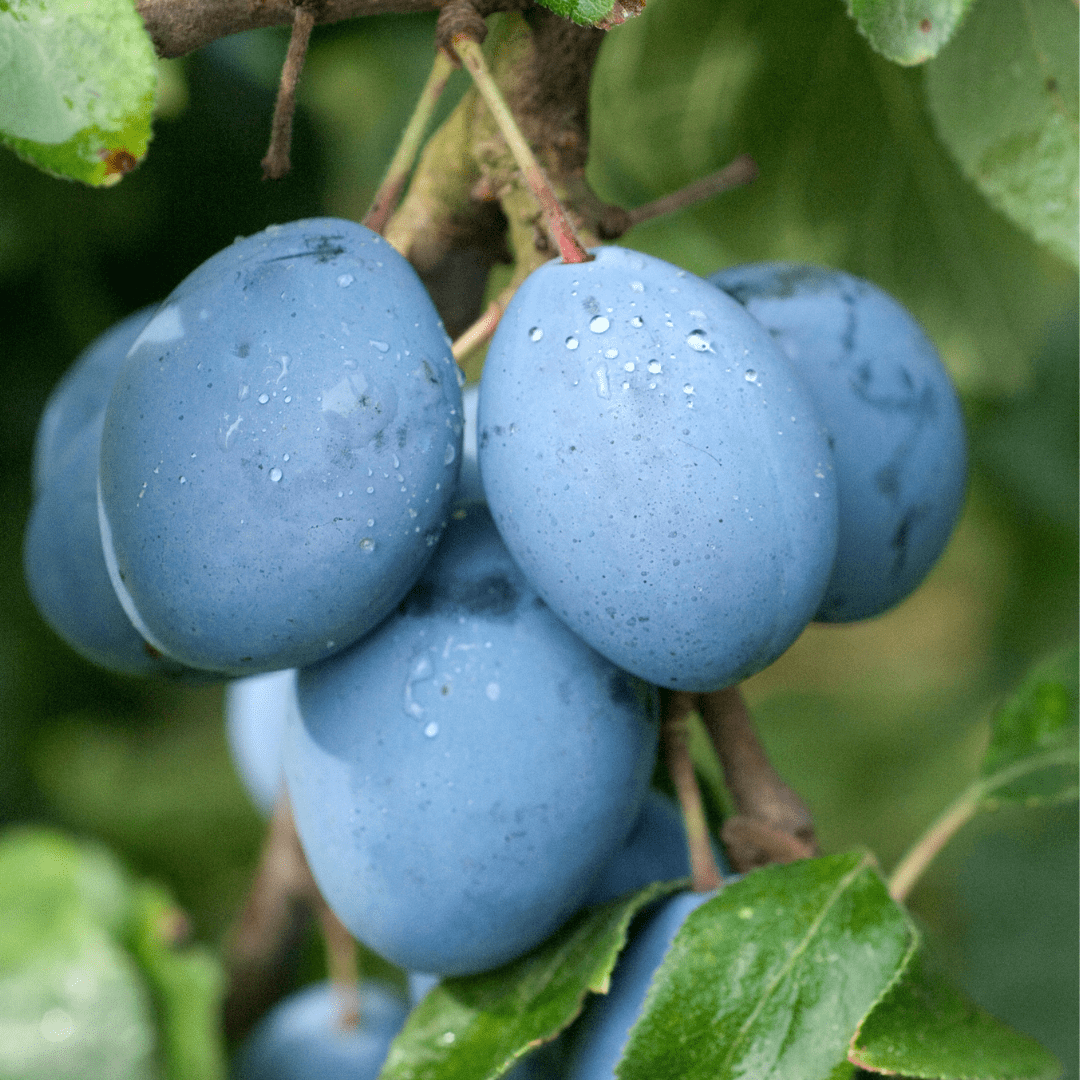 Prunus domestica President, Sliva – Vrtnarski-center, spletna trgovina