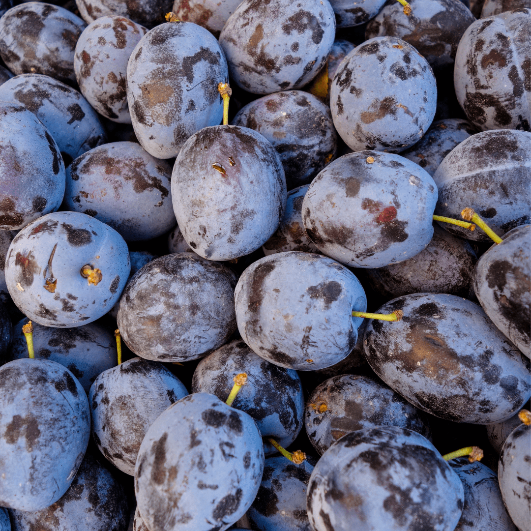 Prunus domestica Grossa Di Felisio, Sliva – Vrtnarski-center, spletna ...