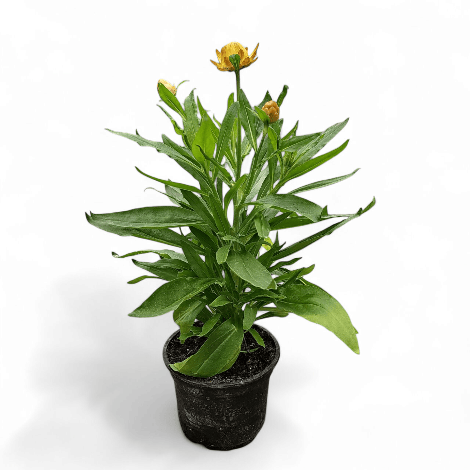 Bracteantha, suha roža – Vrtnarski-center, spletna trgovina