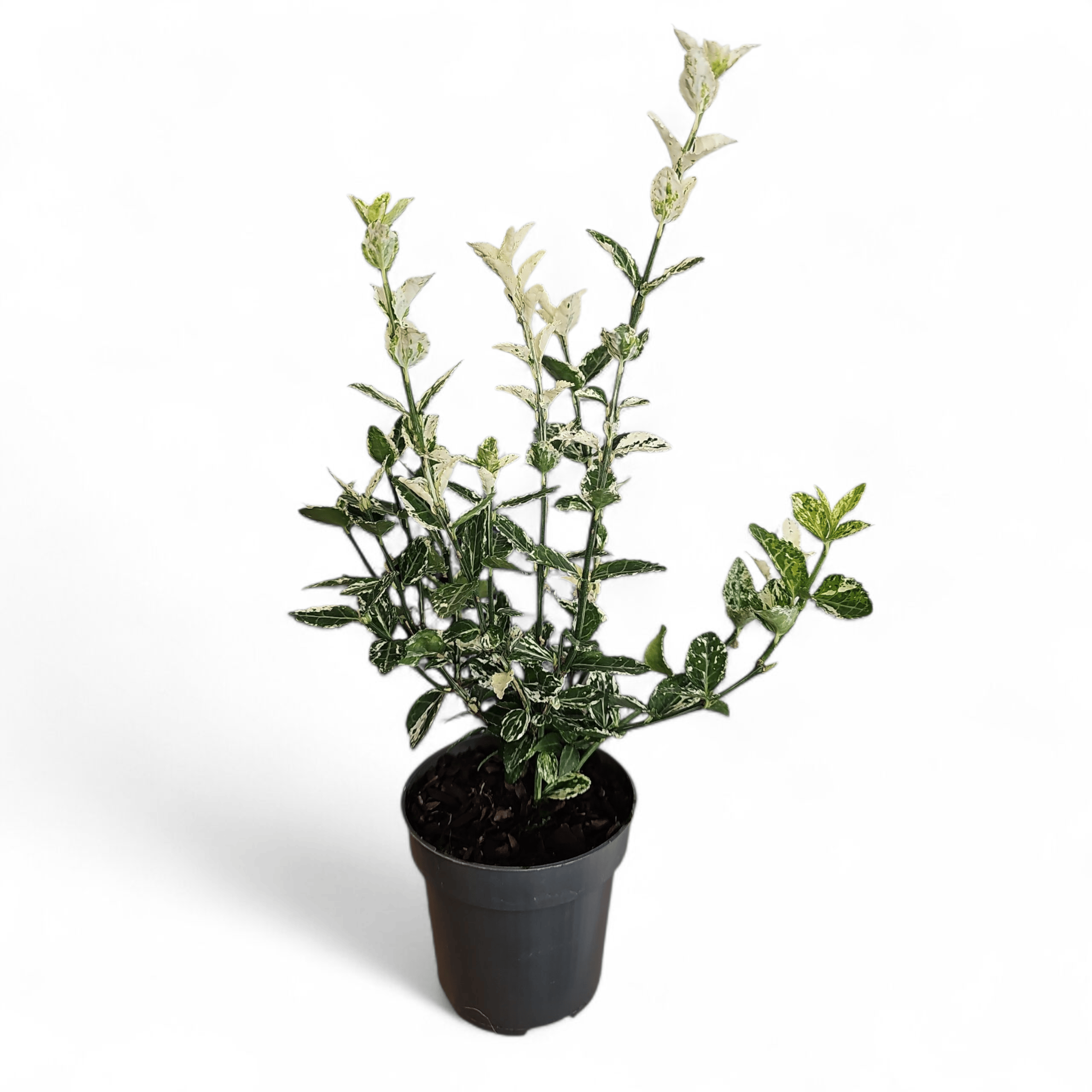 Euonymus Fortunei Harlequin, Japonski evonim – Vrtnarski-center ...