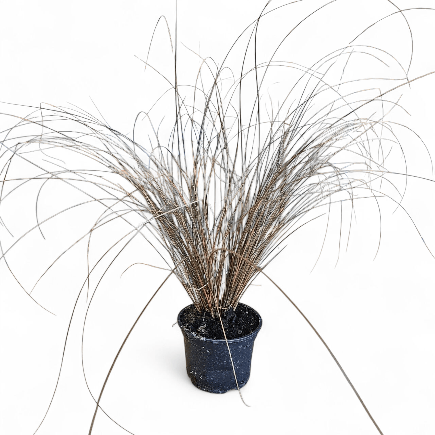 Carex petriei bronze, Bičkasti šaš – Vrtnarski-center, spletna trgovina