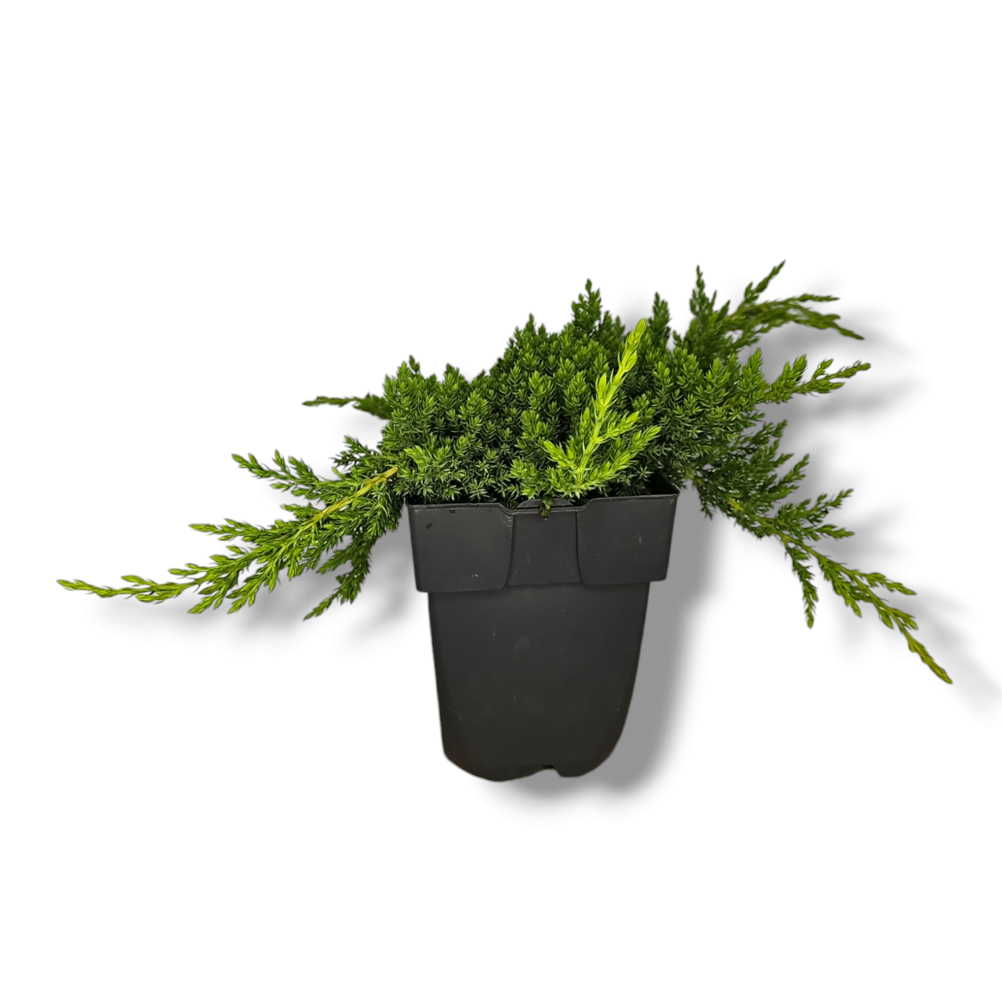 Juniperus procumbens 'Nana' brin – Vrtnarski-center, spletna trgovina