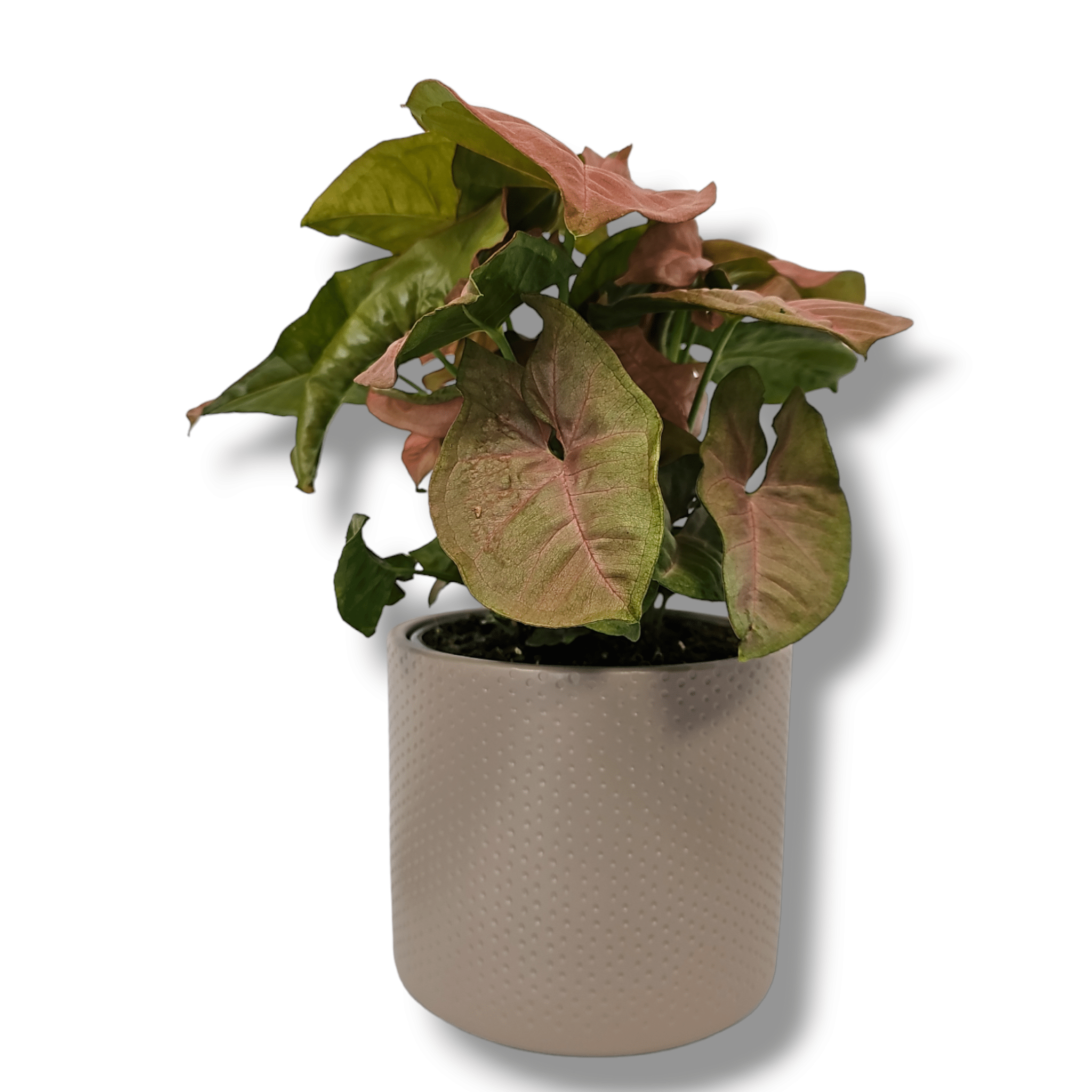 Syngonium Red Heart, Singonij – Vrtnarski-center, spletna trgovina