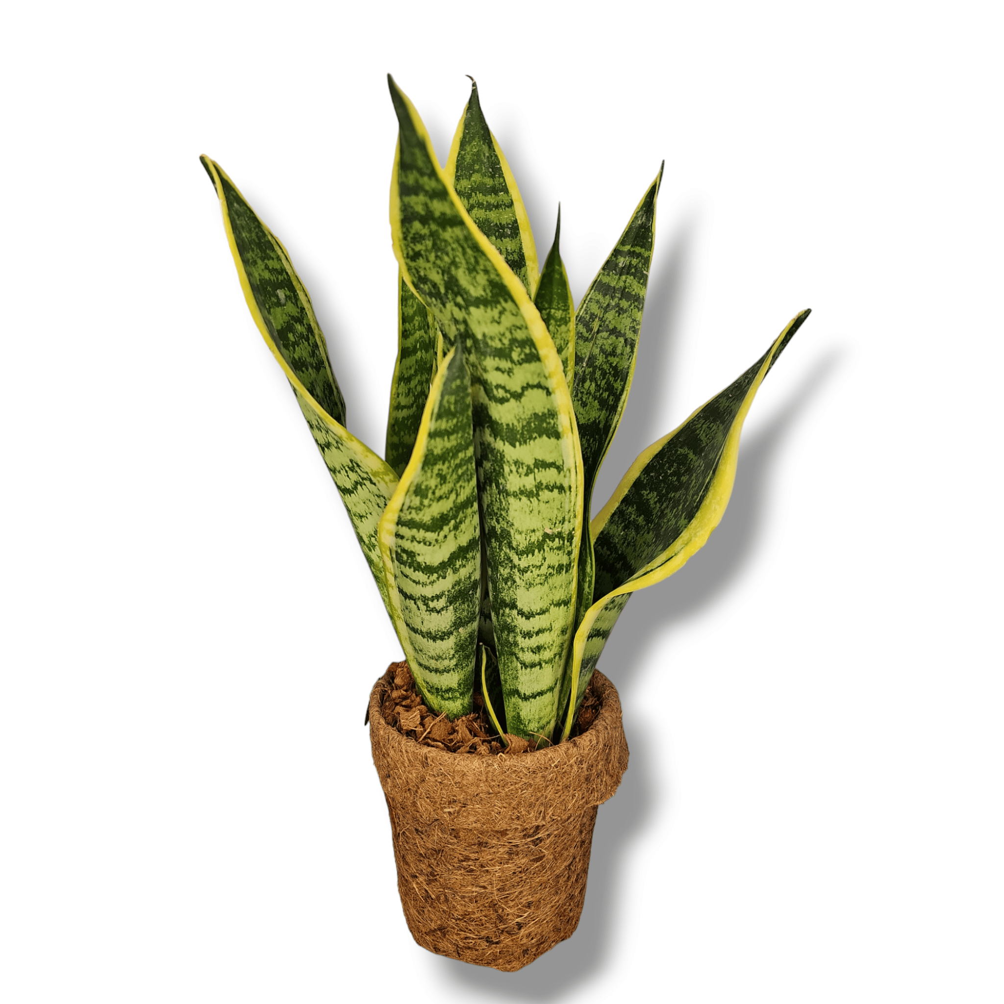 Sansevieria trifasciata, taščin jezik – Vrtnarski-center, spletna trgovina
