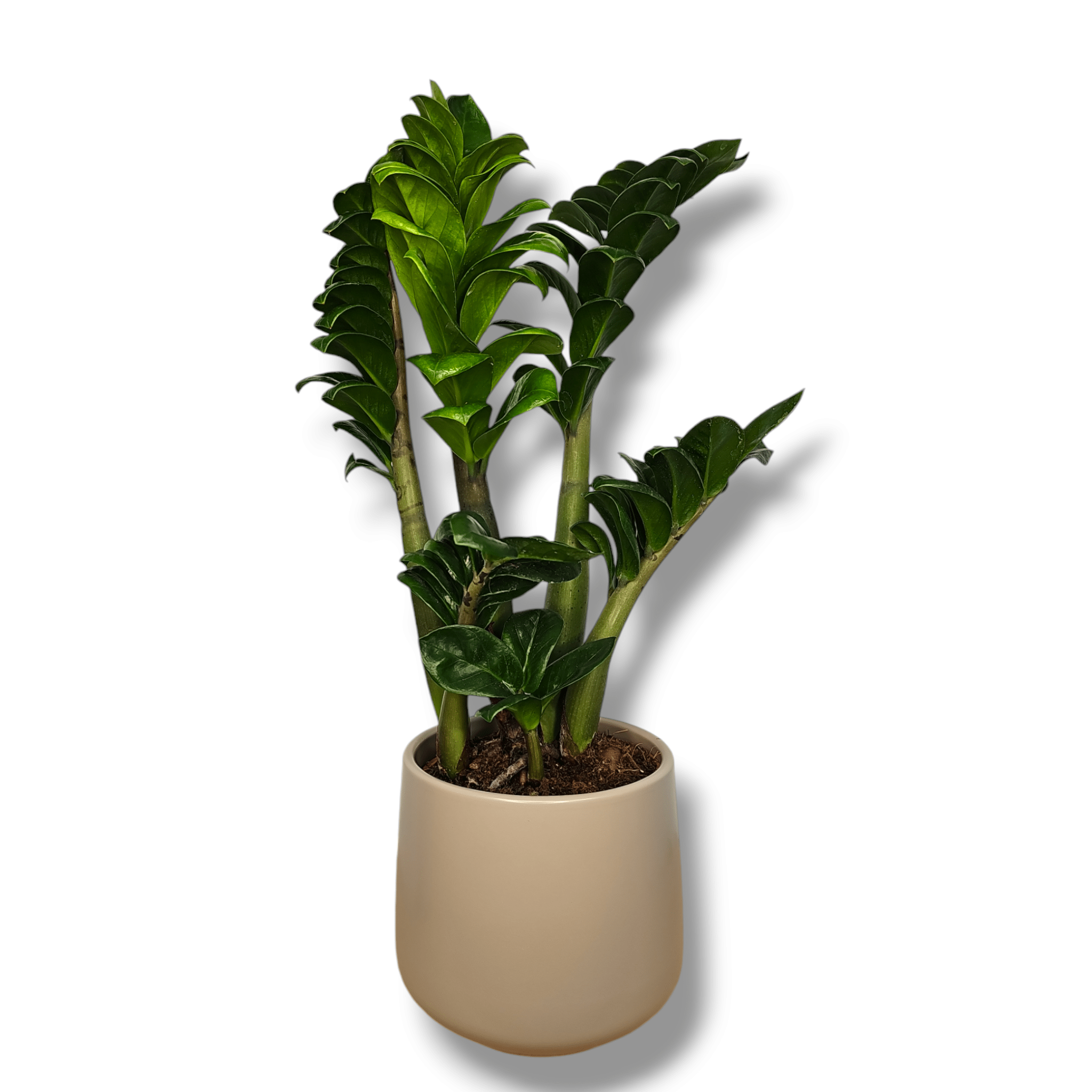 Zamioculcas, Zenzi – Vrtnarski-center, spletna trgovina