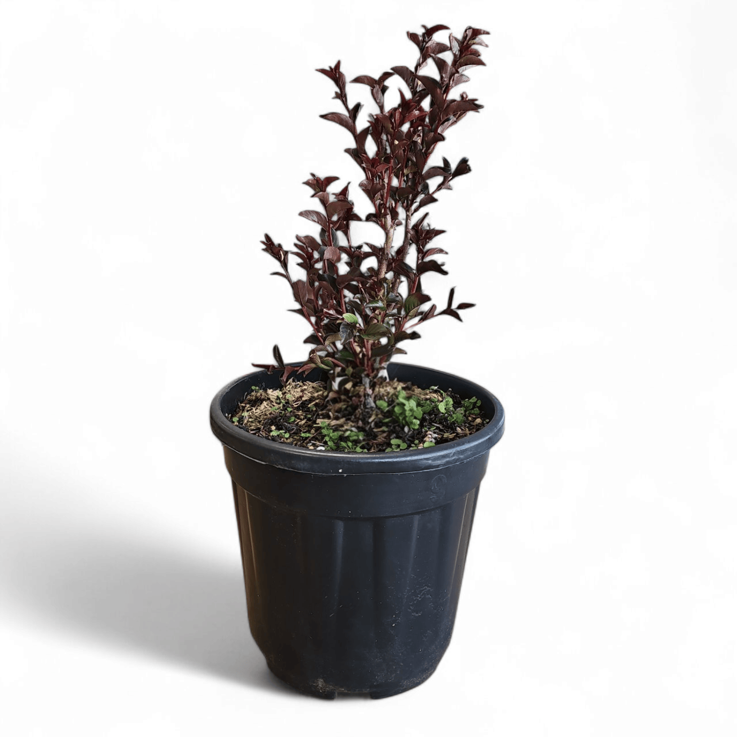 Lagerstroemia, lagerstremija Crimson Res – Vrtnarski-center, spletna ...
