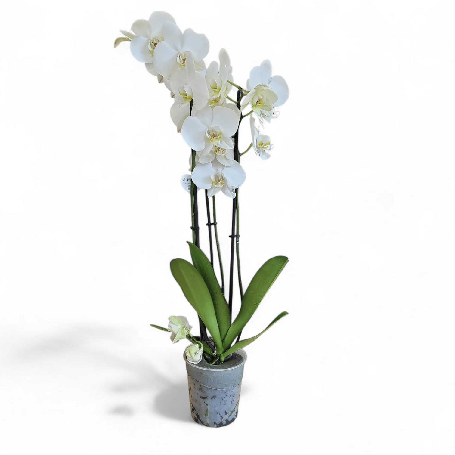 Phalaenopsis, bela orhideja – Vrtnarski-center, spletna trgovina