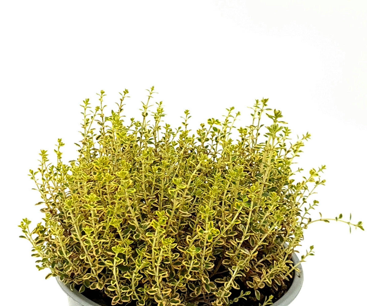 Dišavnica Thymus Mystic lemon, Limonski timijan – Vrtnarski-center ...