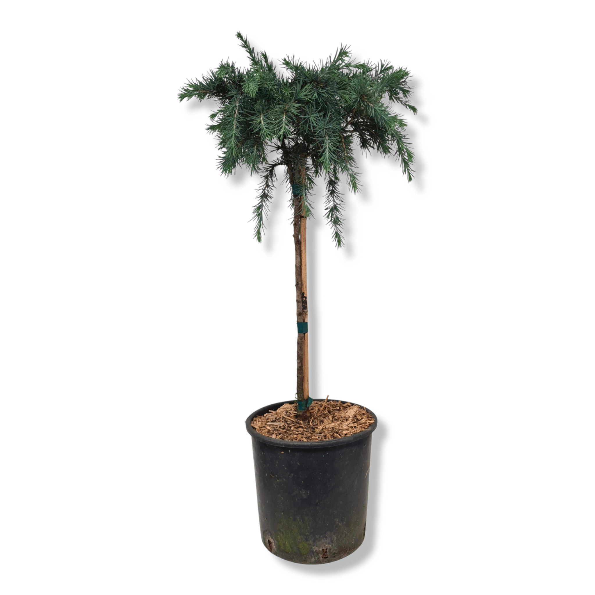 Cedrus deodara Feelin blue, povešajoča cedra – Vrtnarski-center ...